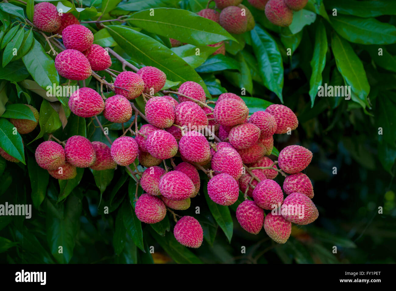 Lychee fruits, locally called Lichu. © Jahangir Alam Onuchcha/Alamy ...