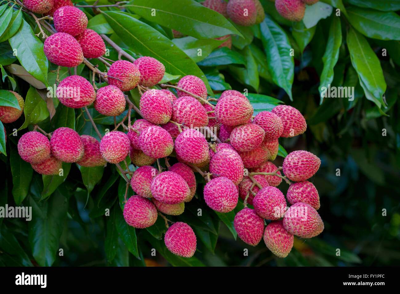 Lychee fruits, locally called Lichu. © Jahangir Alam Onuchcha/Alamy ...