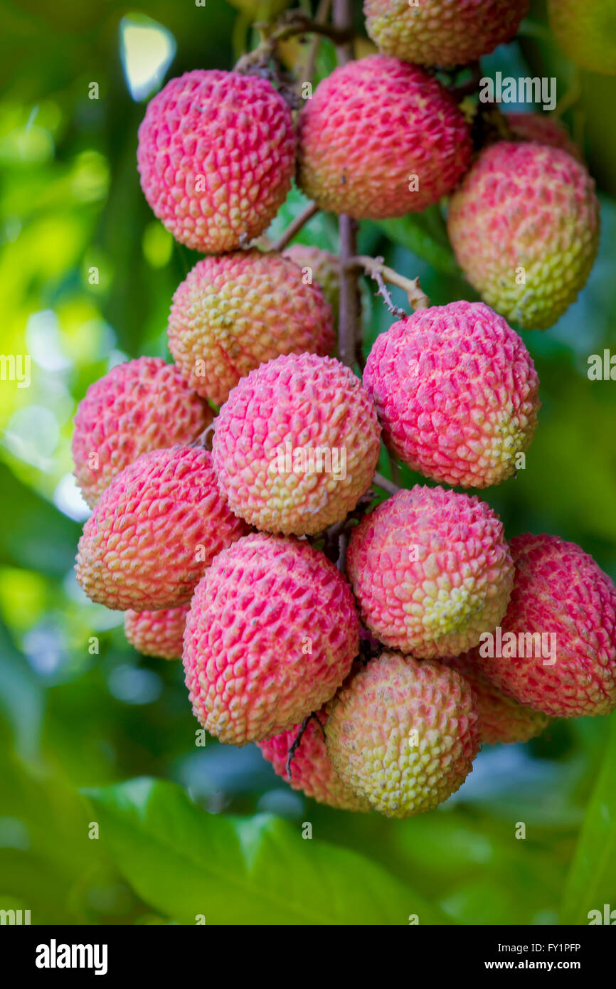 Lychee fruits, locally called Lichu. © Jahangir Alam Onuchcha/Alamy ...