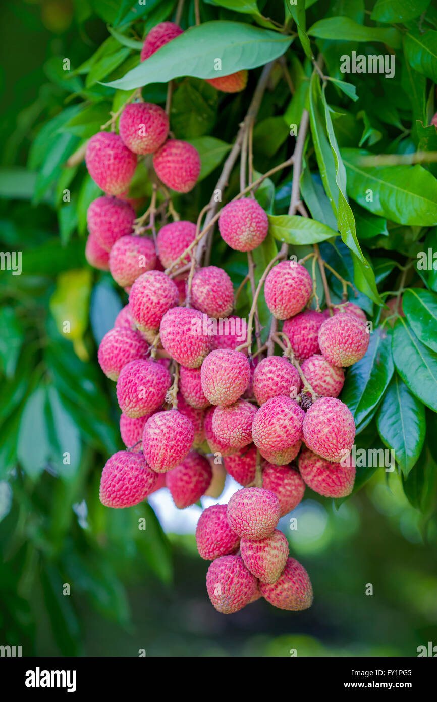 Lychee fruits, locally called Lichu. © Jahangir Alam Onuchcha/Alamy ...