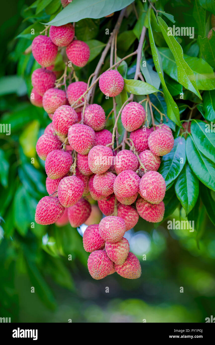 Lychee fruits, locally called Lichu. © Jahangir Alam Onuchcha/Alamy ...