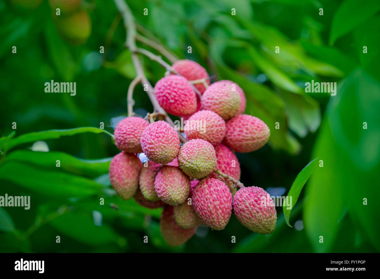 Lychee Bangladesh Stock Photos & Lychee Bangladesh Stock Images - Alamy