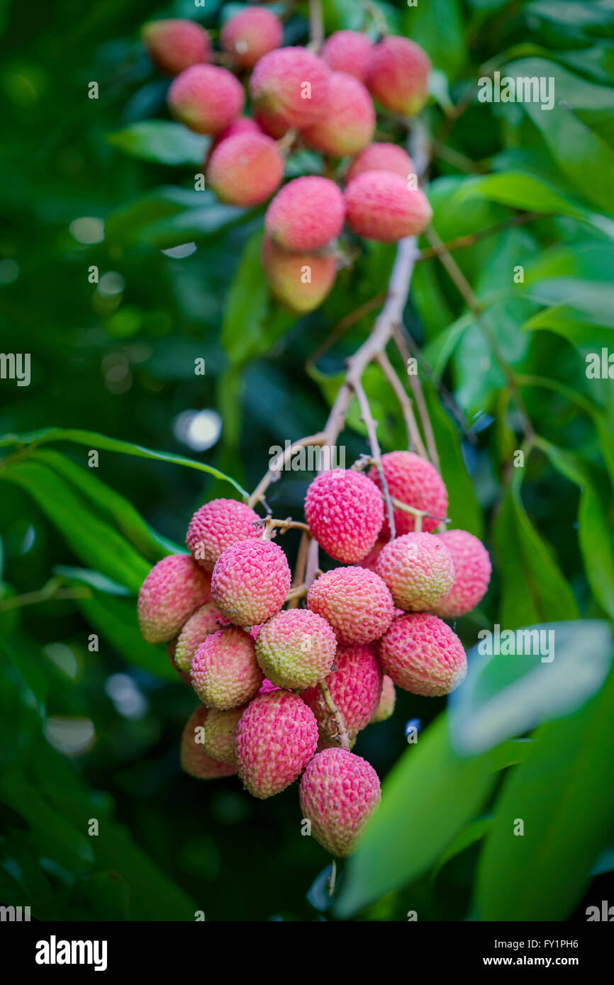 Lychee bangladesh hi-res stock photography and images - Alamy