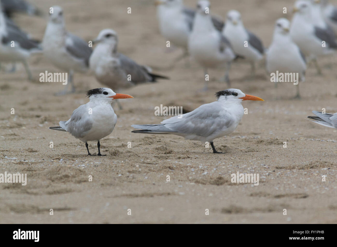 Grey and white seabird hi-res stock photography and images - Alamy