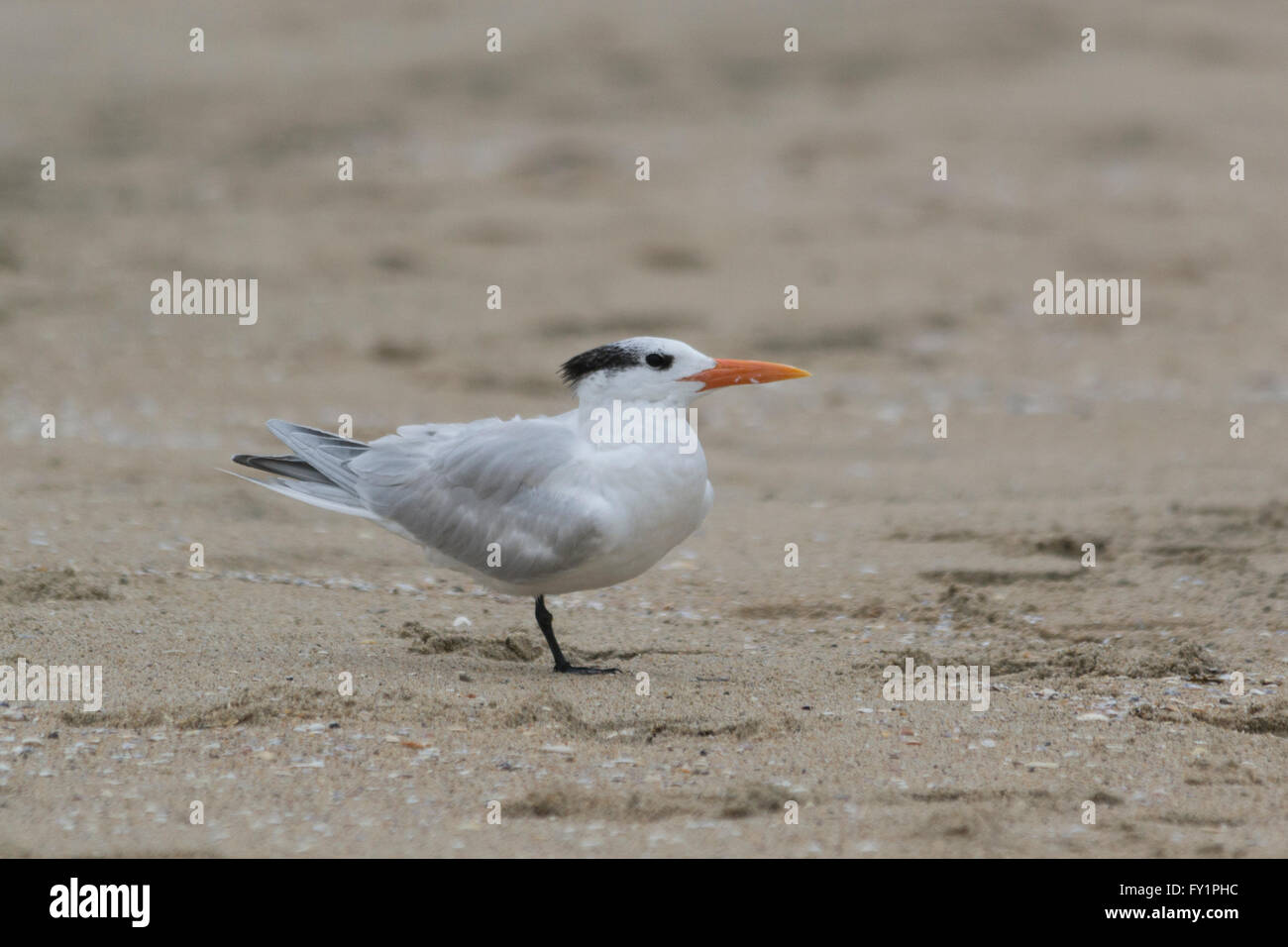 Grey and white seabird hi-res stock photography and images - Alamy