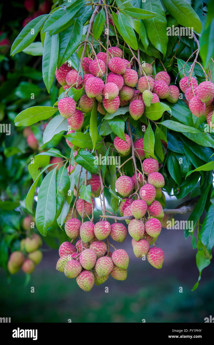 Lychee fruits, locally called Lichu. © Jahangir Alam Onuchcha/Alamy ...