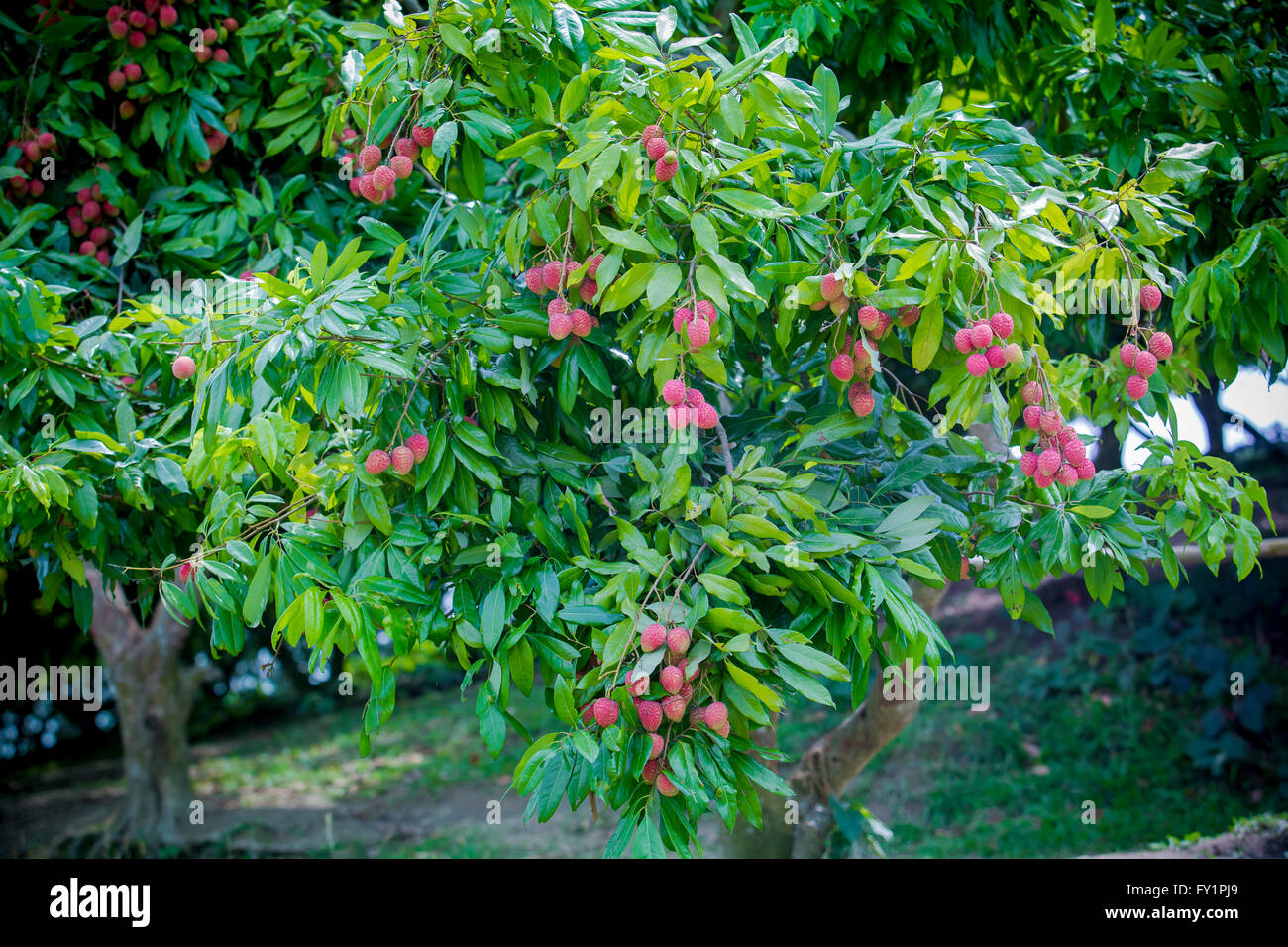 Lychee fruits, locally called Lichu. © Jahangir Alam Onuchcha/Alamy ...