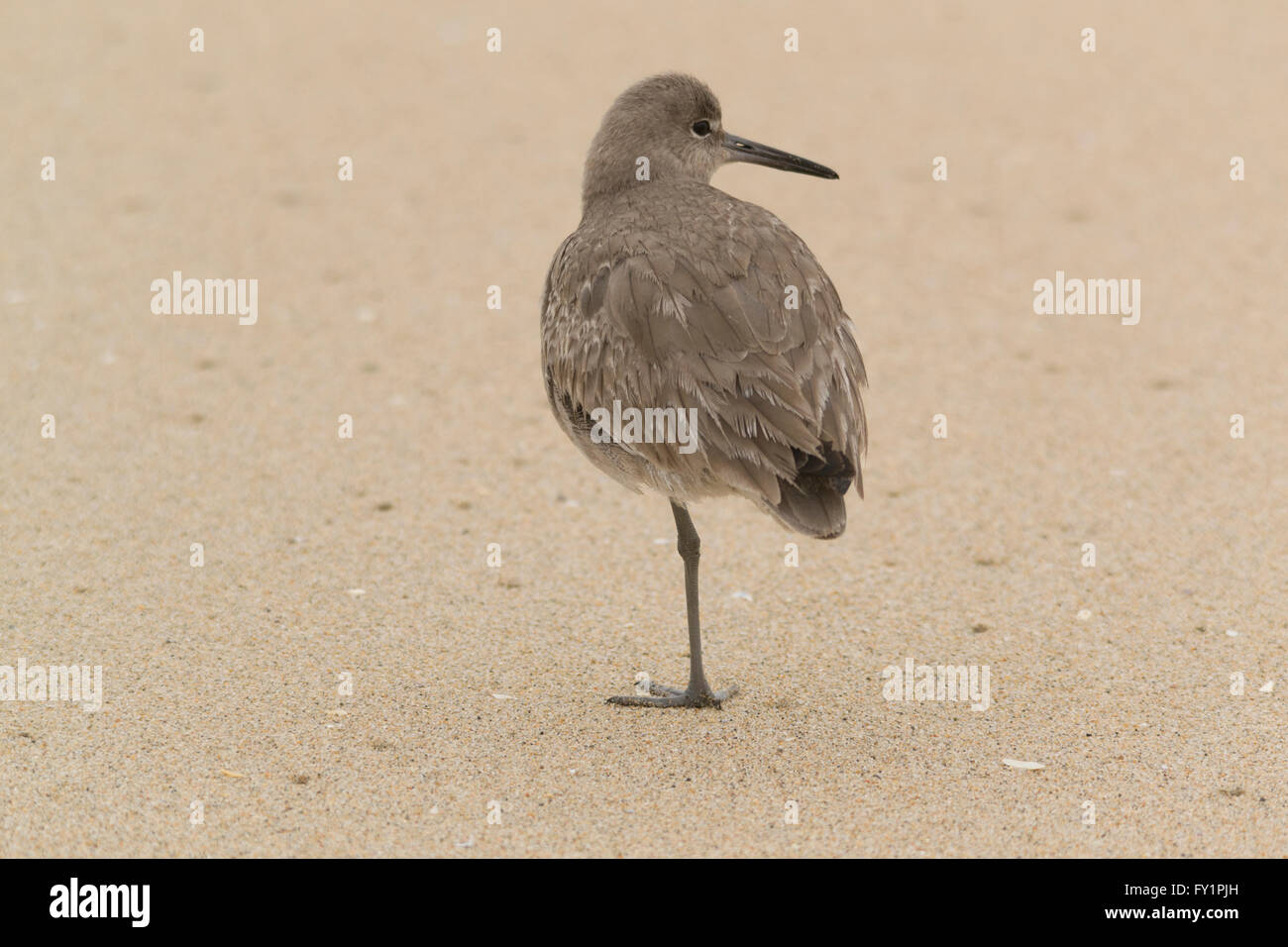 A one legged willet, a large shorebird in non-breeding plumage that ...