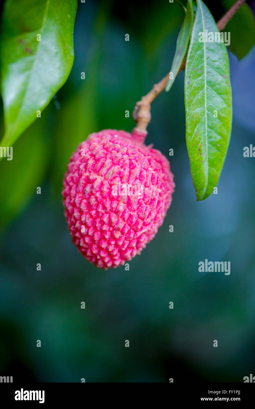 Lychee fruits, locally called Lichu. © Jahangir Alam Onuchcha/Alamy ...