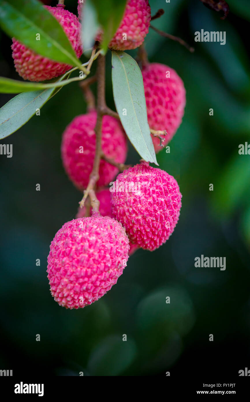 Lychee fruits, locally called Lichu. © Jahangir Alam Onuchcha/Alamy ...