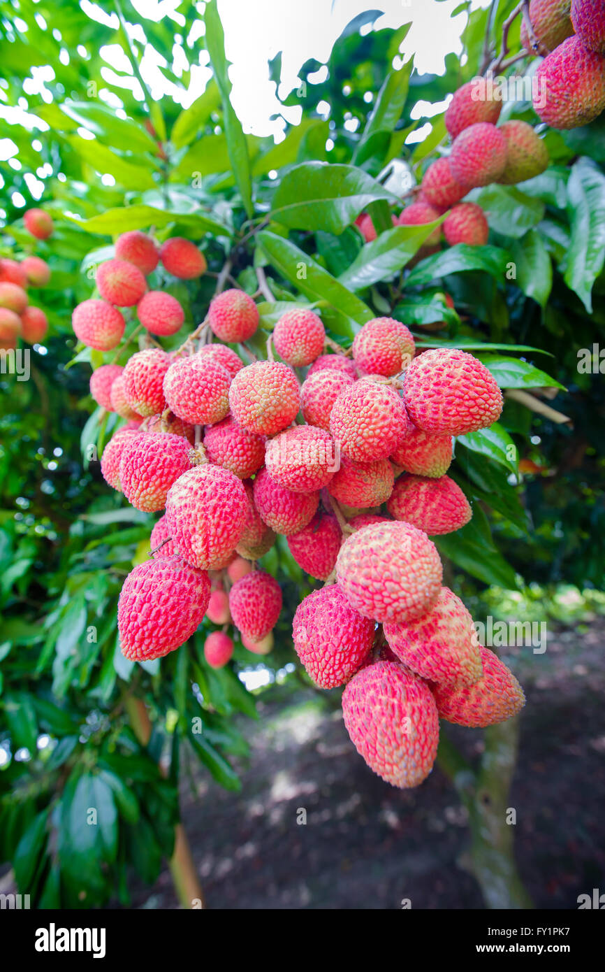 Lychee fruits, locally called Lichu. © Jahangir Alam Onuchcha/Alamy ...
