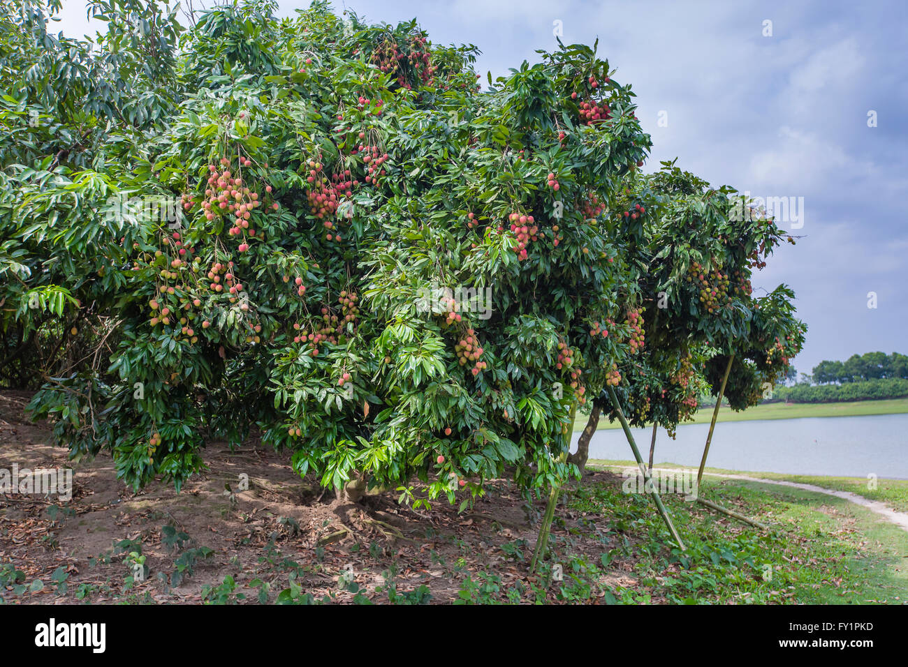 Lychee fruits, locally called Lichu. © Jahangir Alam Onuchcha/Alamy ...