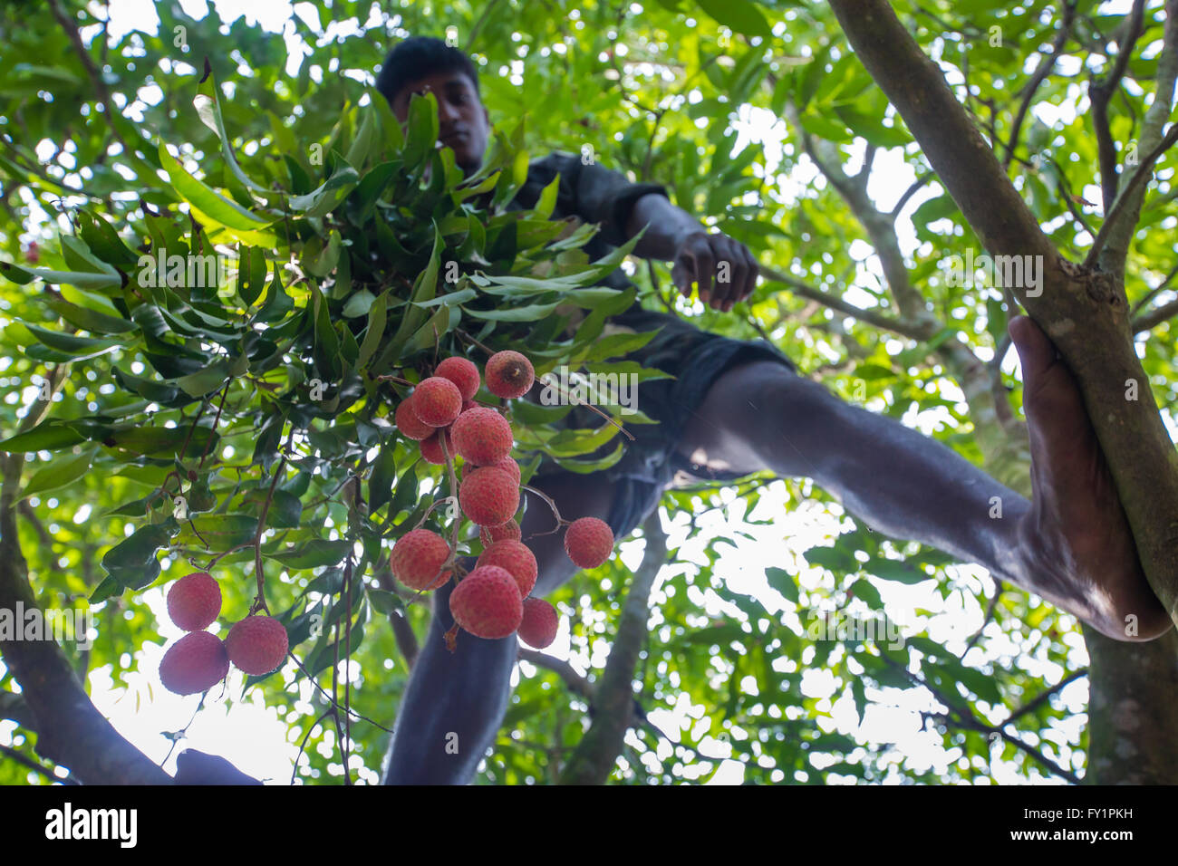 Lychee fruits, locally called Lichu. © Jahangir Alam Onuchcha/Alamy ...
