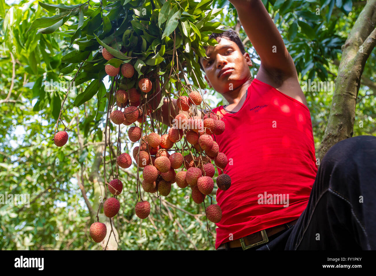 Lychee fruits, locally called Lichu. © Jahangir Alam Onuchcha/Alamy ...