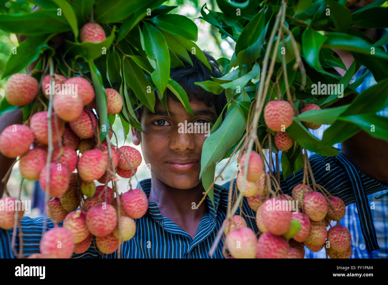 Lychee fruits, locally called Lichu. © Jahangir Alam Onuchcha/Alamy ...