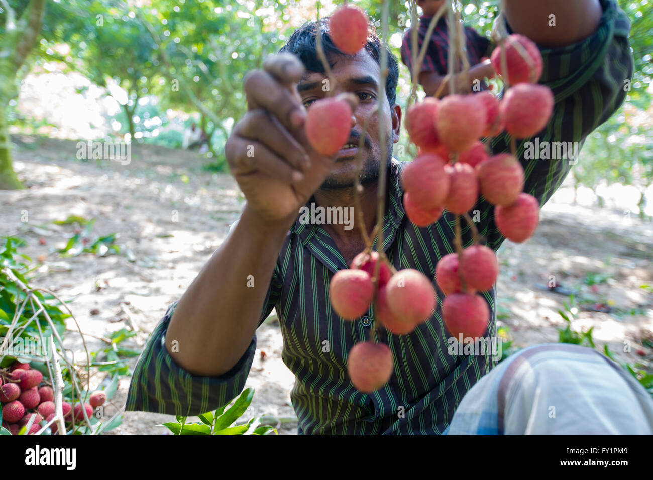 Lychee fruits, locally called Lichu. © Jahangir Alam Onuchcha/Alamy ...