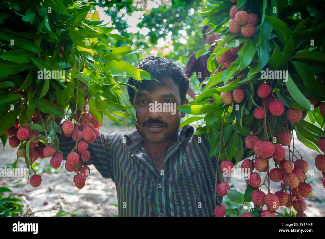 Lychee fruits, locally called Lichu. © Jahangir Alam Onuchcha/Alamy ...