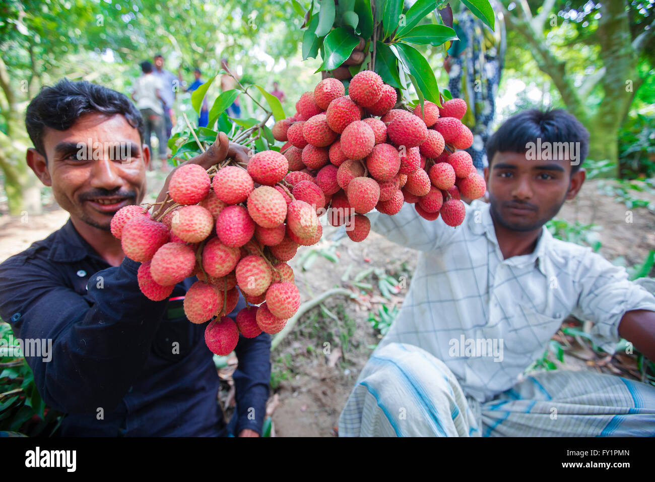 Lychee fruits, locally called Lichu. © Jahangir Alam Onuchcha/Alamy ...