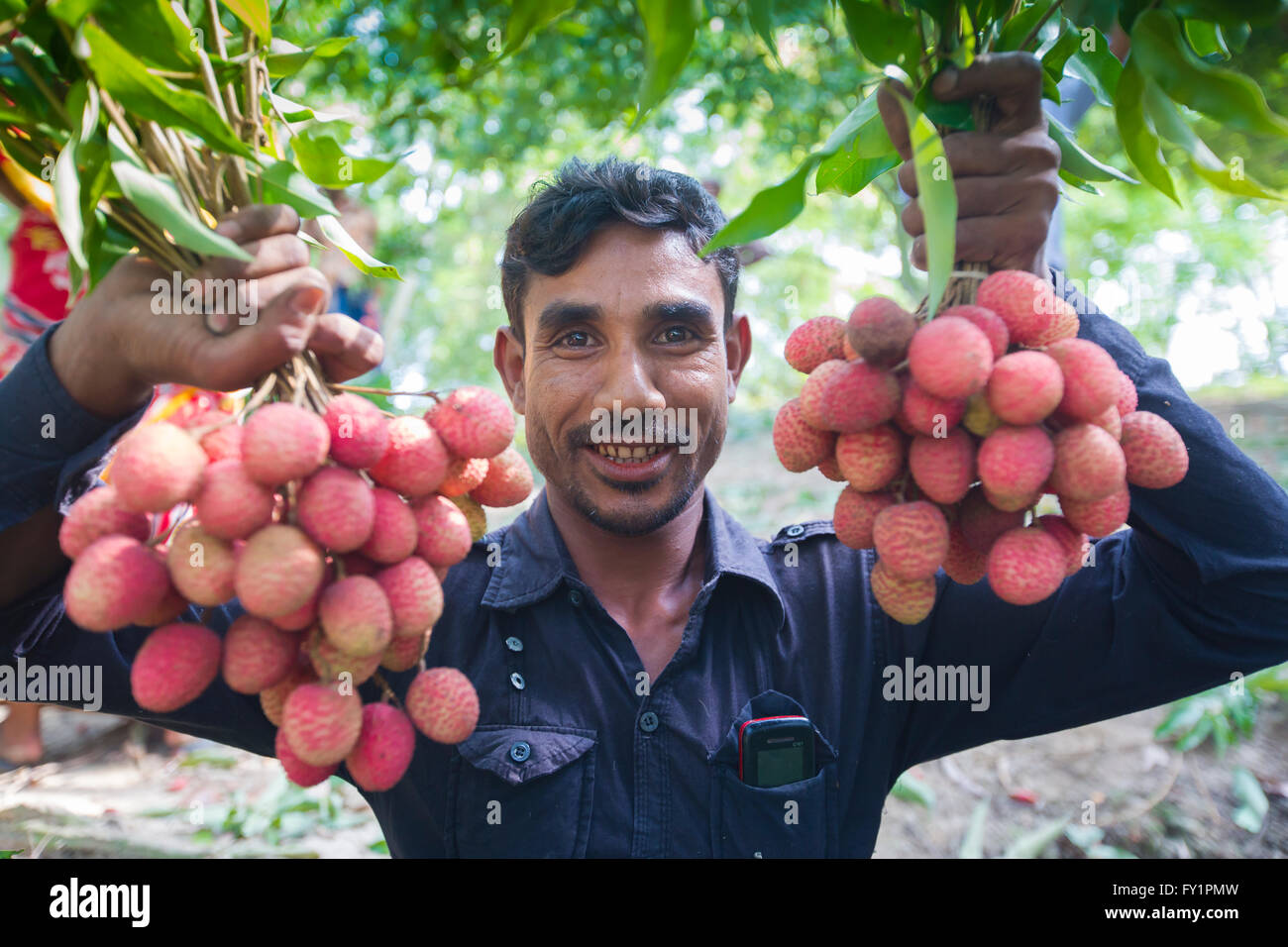 Lychee fruits, locally called Lichu. © Jahangir Alam Onuchcha/Alamy ...
