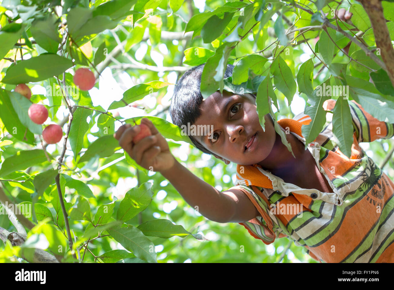 Lychee fruits, locally called Lichu. © Jahangir Alam Onuchcha/Alamy ...