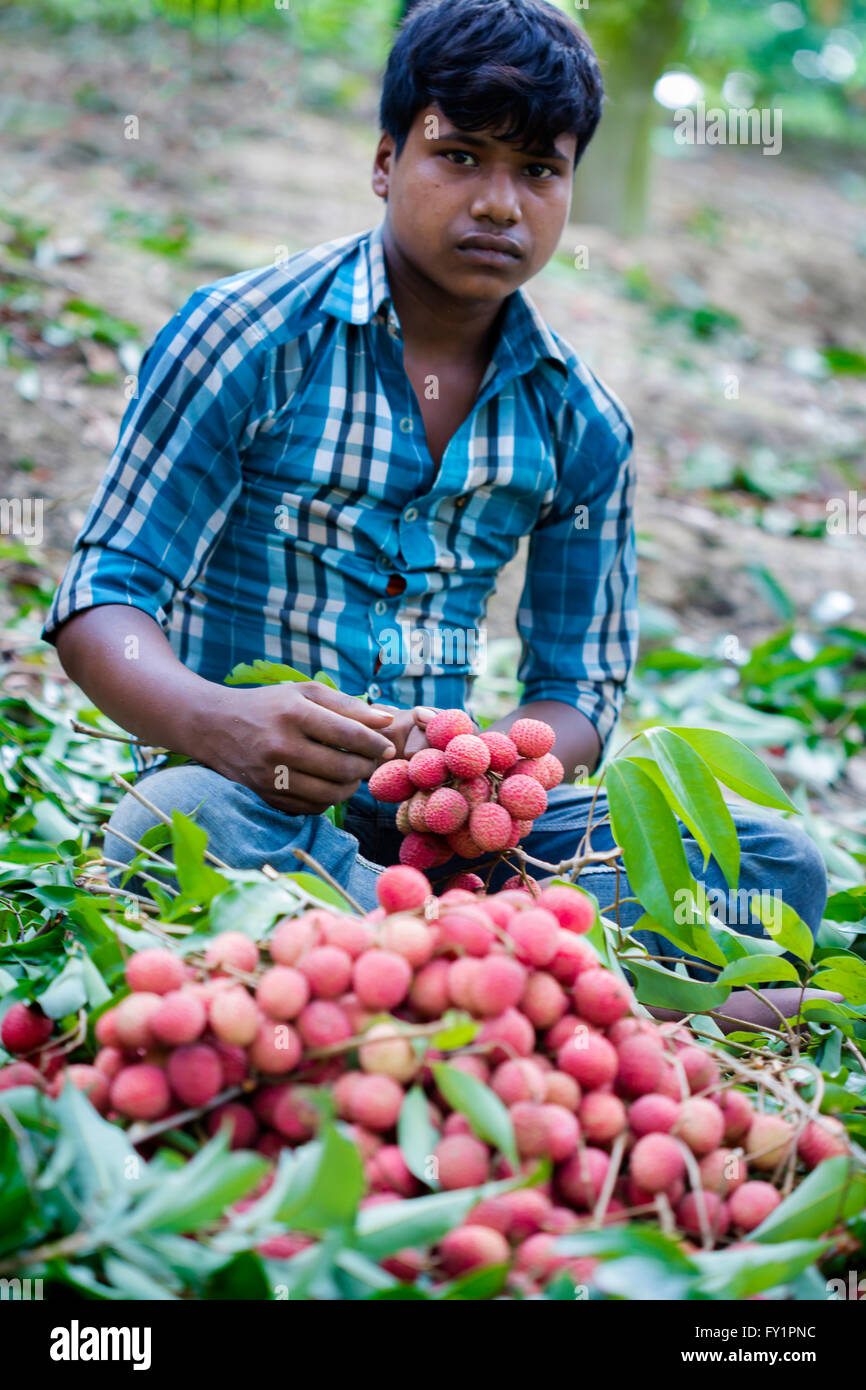 Lychee bangladesh hi-res stock photography and images - Alamy