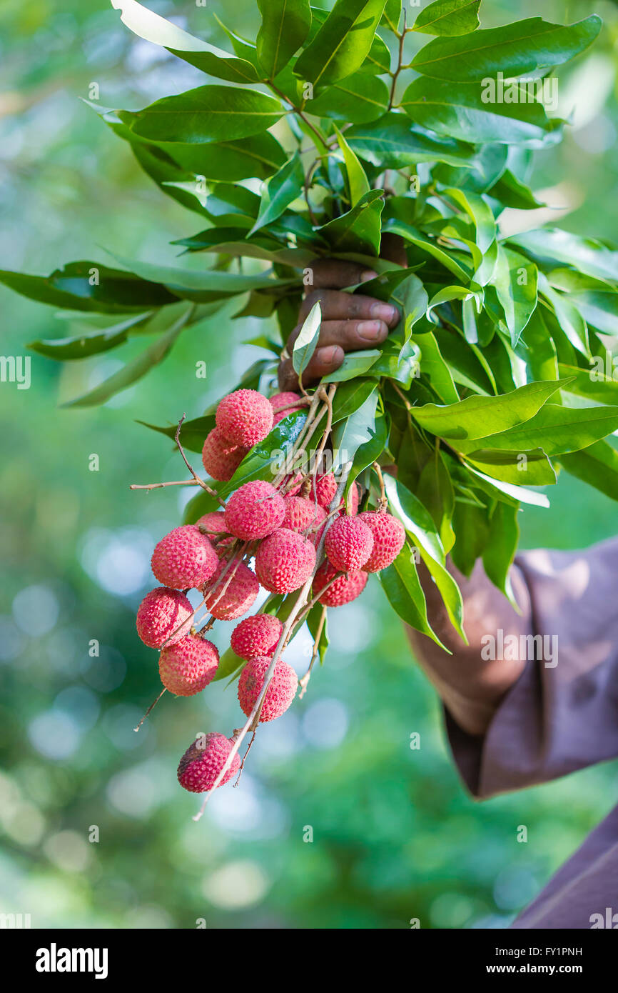 Lychee fruits, locally called Lichu. © Jahangir Alam Onuchcha/Alamy ...