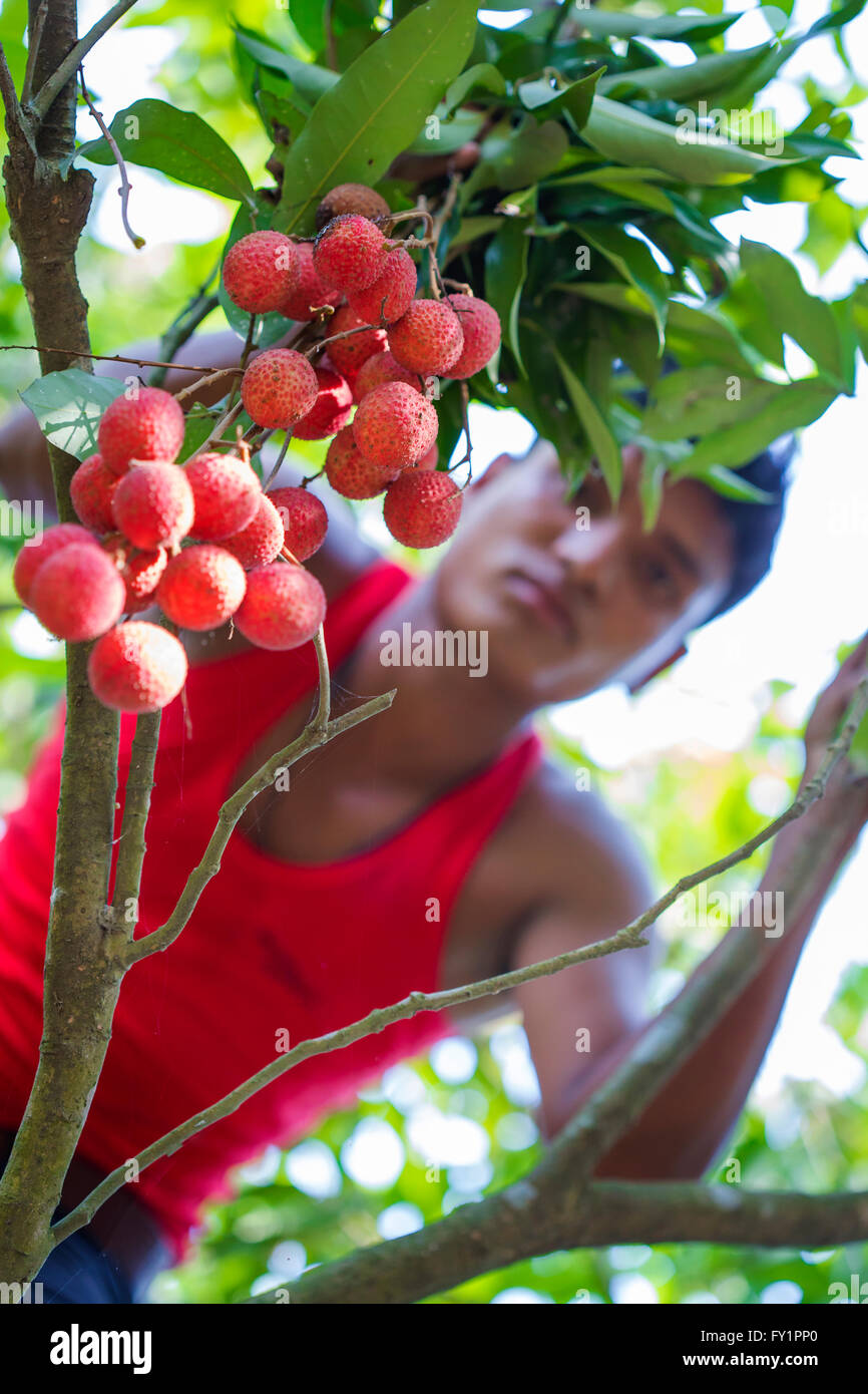 Lychee fruits, locally called Lichu. © Jahangir Alam Onuchcha/Alamy ...