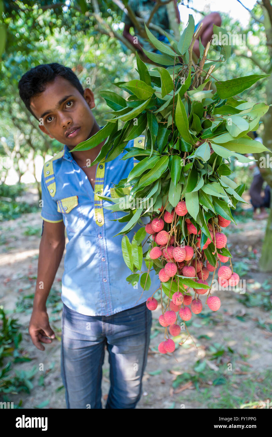 Lychee fruits, locally called Lichu. © Jahangir Alam Onuchcha/Alamy ...