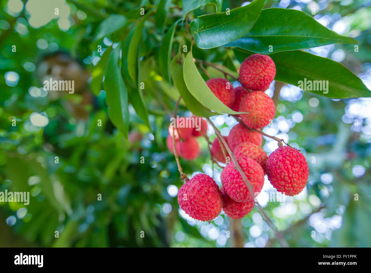 Lychee fruits, locally called Lichu. © Jahangir Alam Onuchcha/Alamy ...