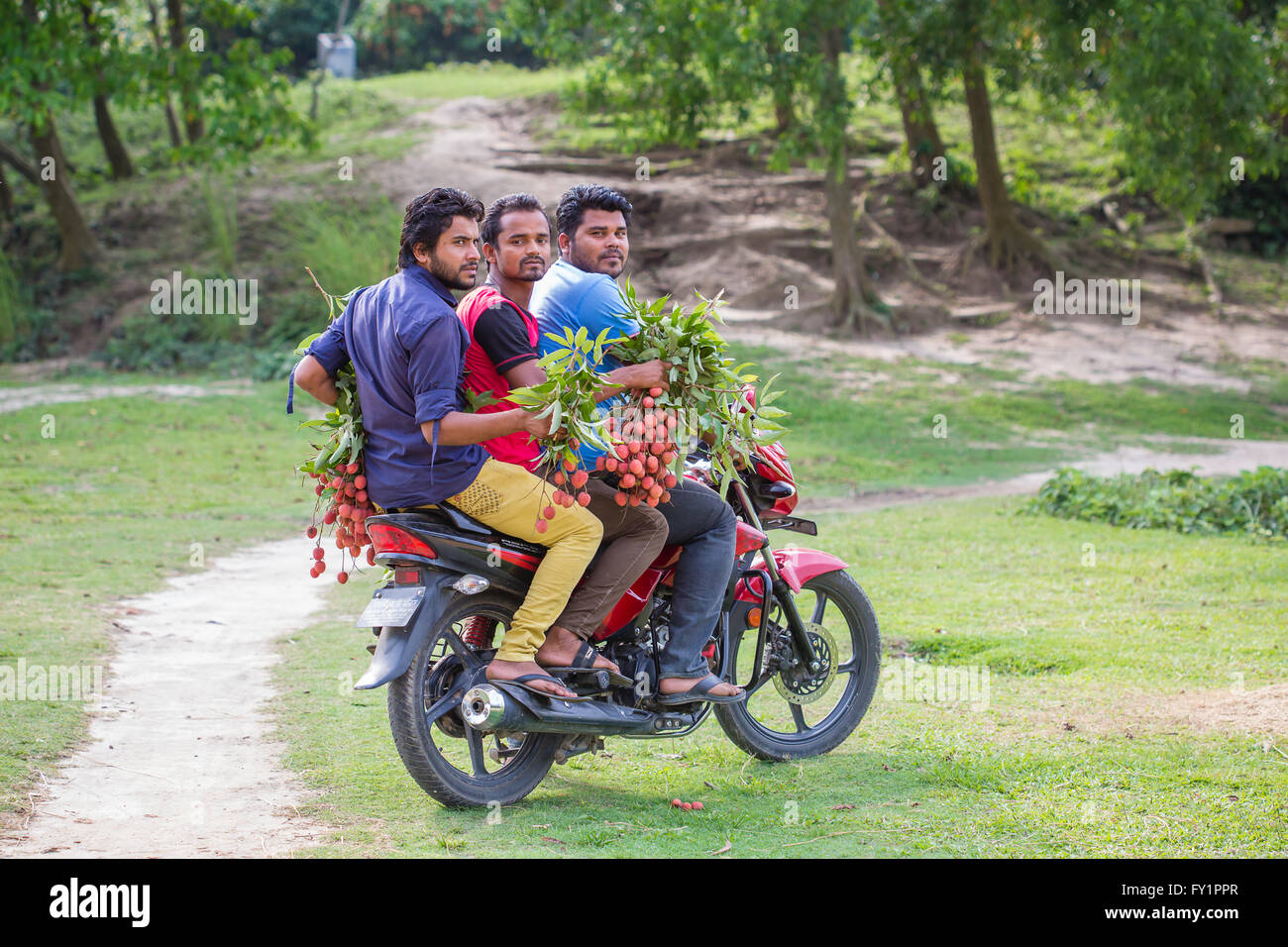 Lychee fruits, locally called Lichu. © Jahangir Alam Onuchcha/Alamy ...