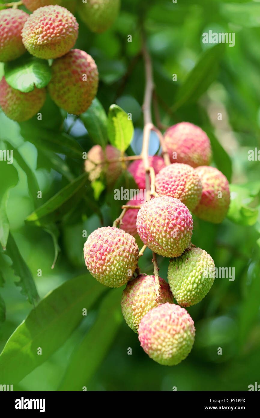 Lychee bangladesh hi-res stock photography and images - Alamy