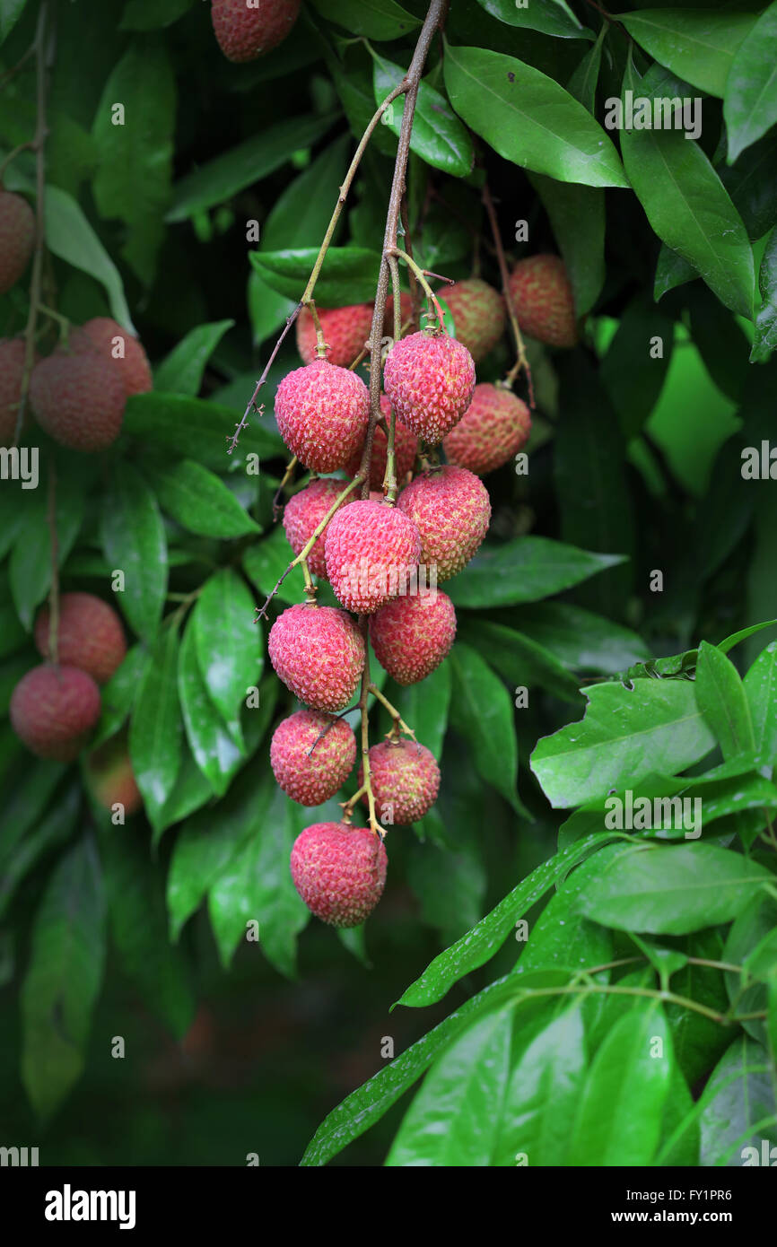 Lychee fruits, locally called Lichu. © Jahangir Alam Onuchcha/Alamy ...