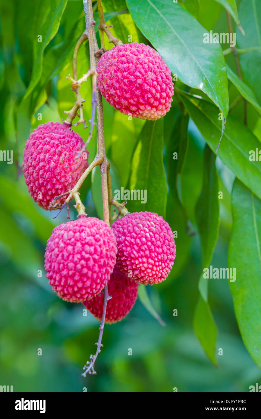 Lychee fruits, locally called Lichu. © Jahangir Alam Onuchcha/Alamy ...