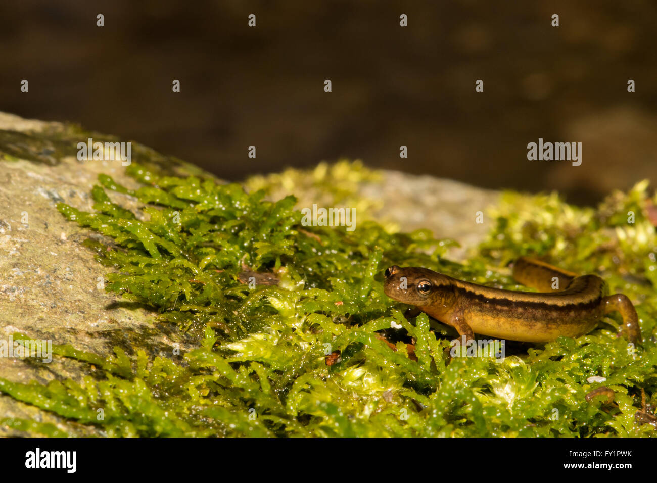 Salamander aquatic hi-res stock photography and images - Alamy