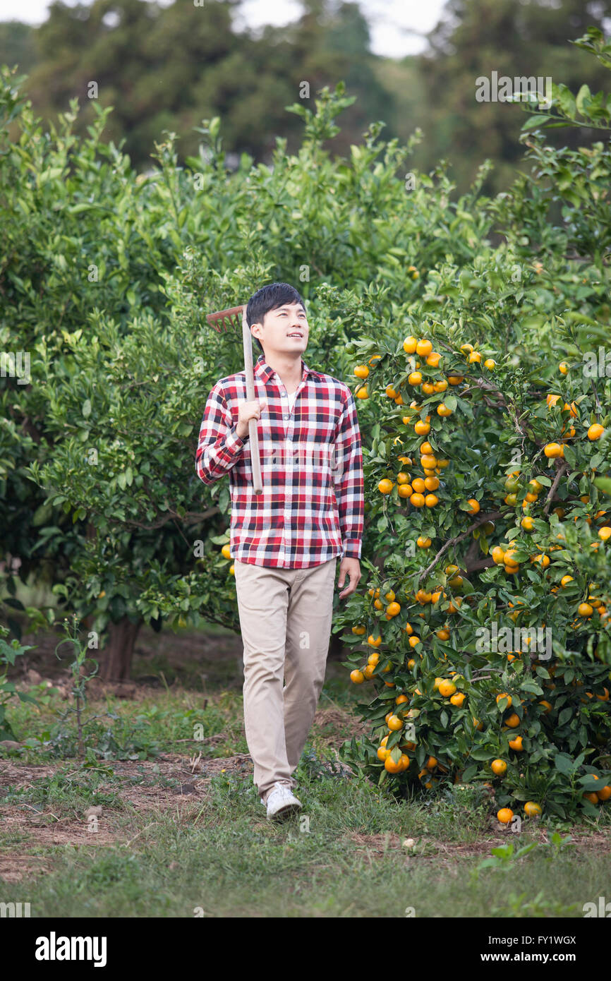 Man holding a farming tool and walking at the tangerine field Stock ...