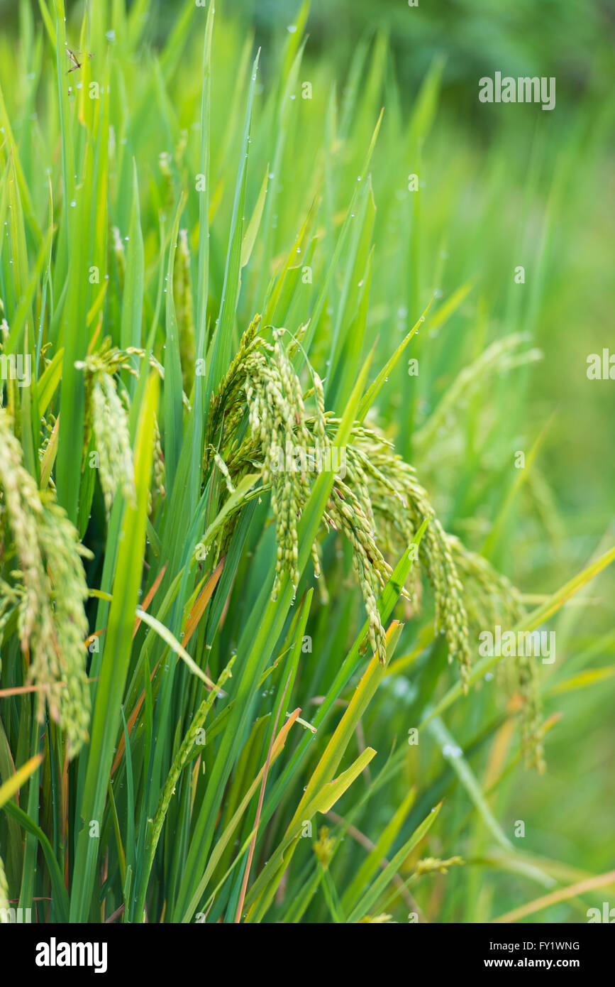 Rice on hand Stock Photo - Alamy