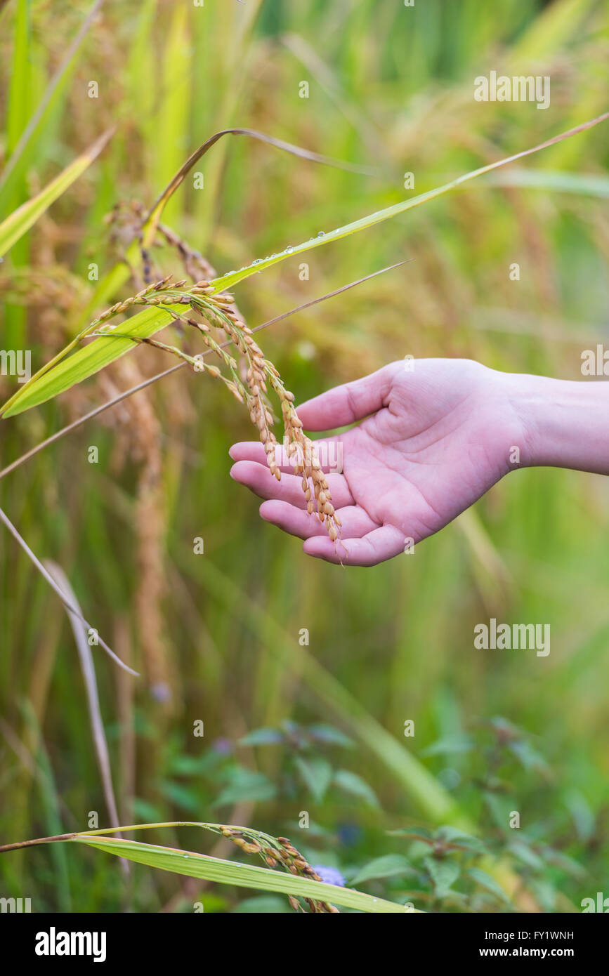 Rice on hand Stock Photo - Alamy