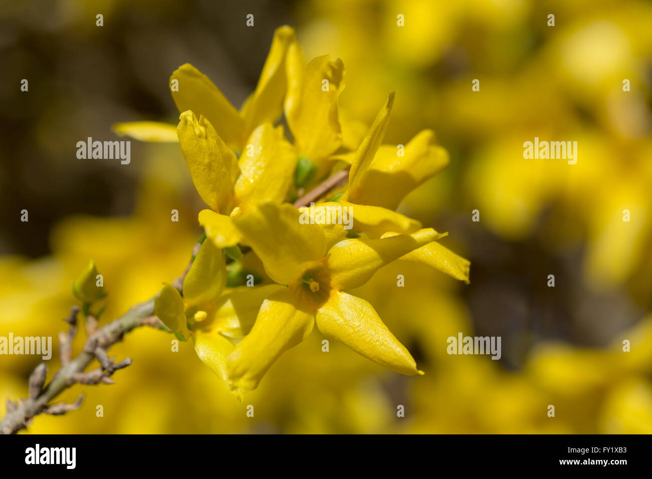 Beautiful Yellow blossoms of forsythia bush in spring garden Stock ...