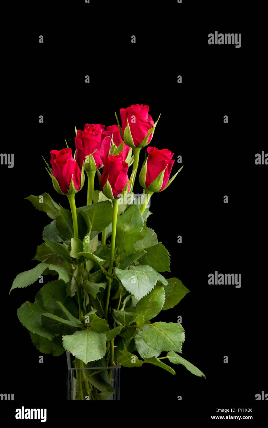 detail of fresh red rosesin vase with water drops on back background ...