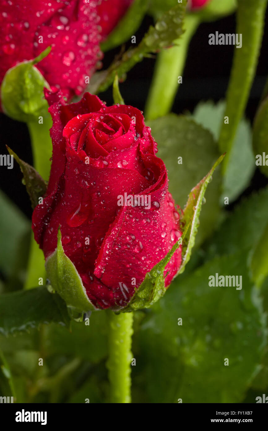 detail of fresh red rose with water drops Stock Photo - Alamy
