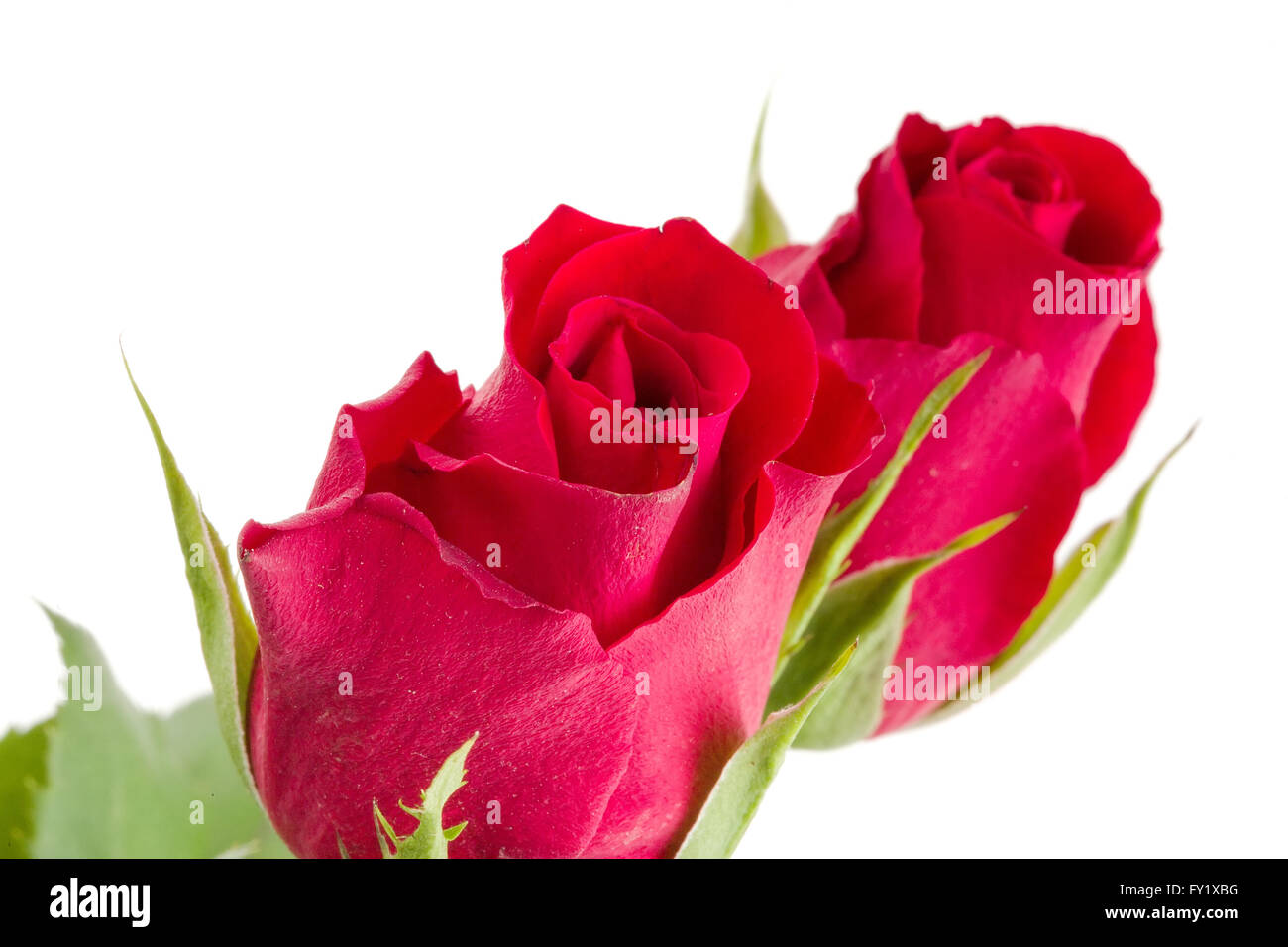 detail of bouquet of fresh red roses isolated on white Stock Photo - Alamy