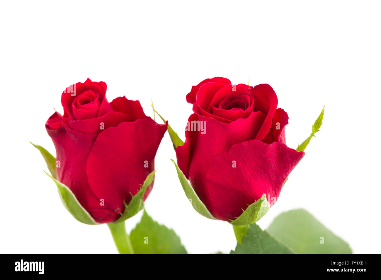 detail of two of fresh red roses isolated on white Stock Photo - Alamy