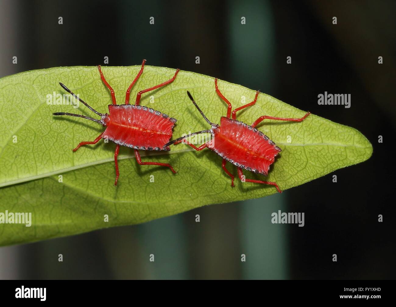 Two shield bug nymphs Pycanum rubens under a leaf Stock Photo - Alamy