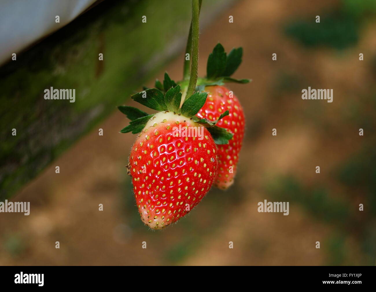 Strawberries hanging down from its pot Stock Photo - Alamy
