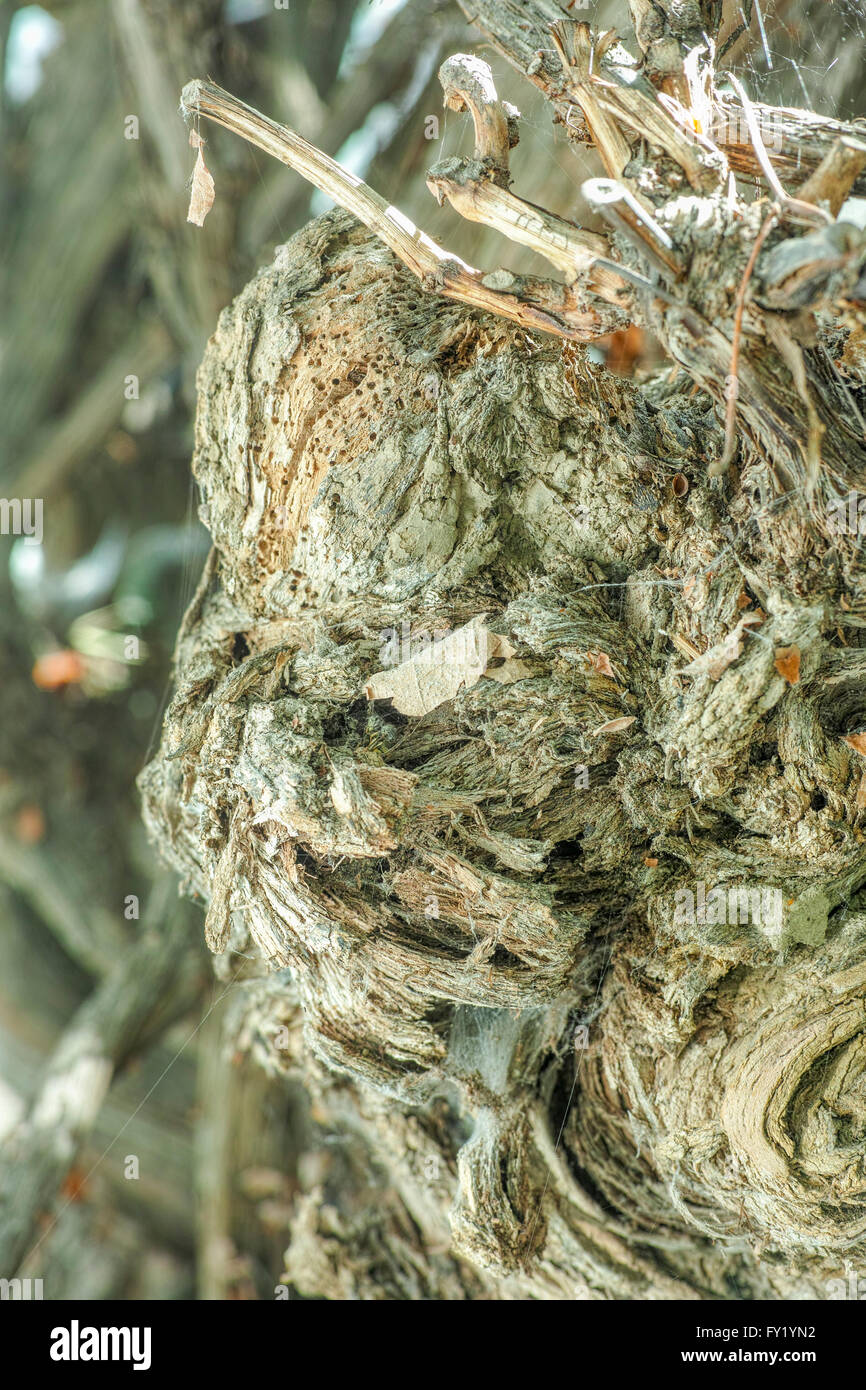 Hampton court is home to the great vine hi-res stock photography and ...