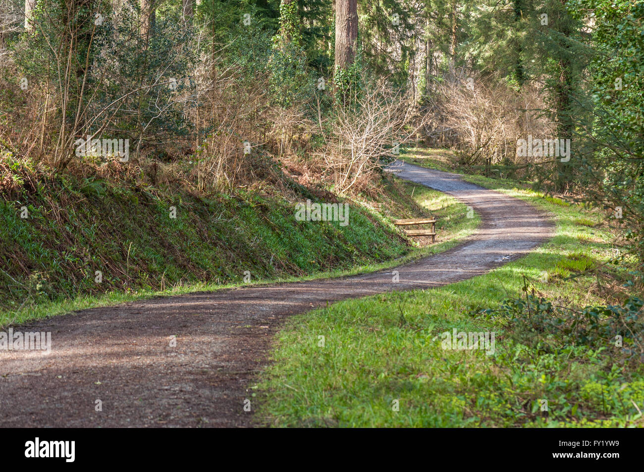 pathway leading through a forest Stock Photo - Alamy