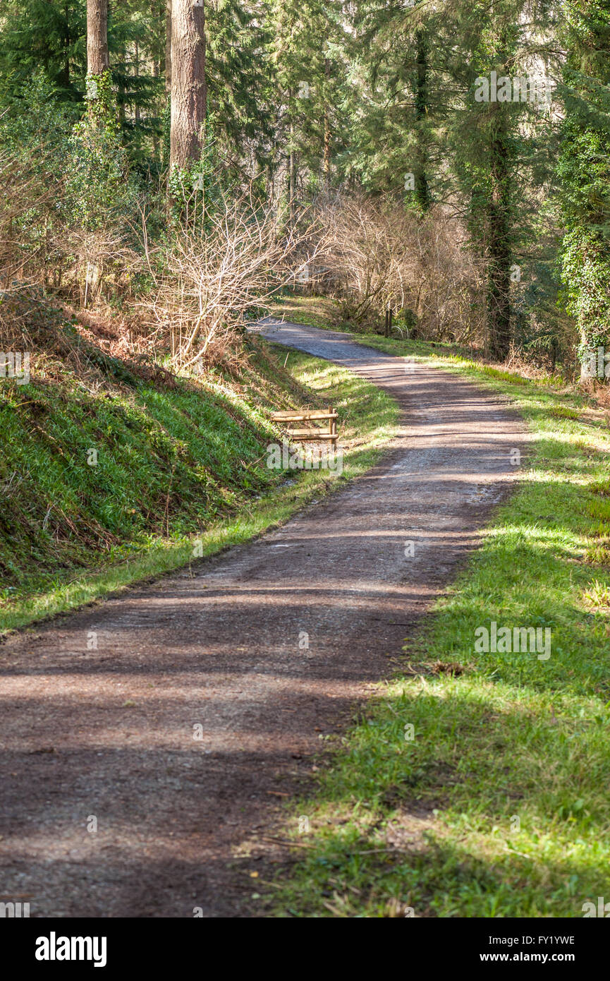 pathway leading through a forest Stock Photo - Alamy