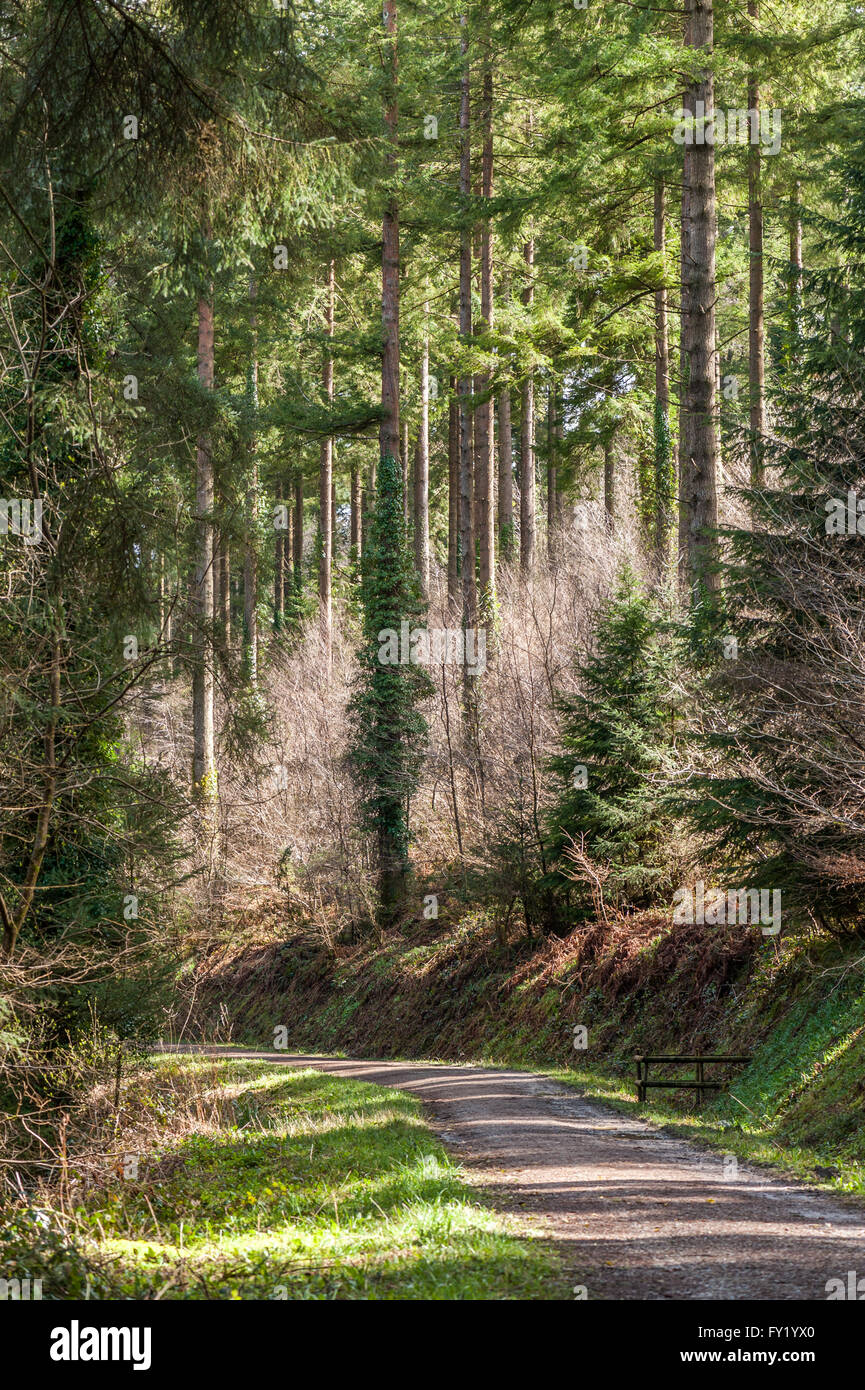 pathway leading through a forest Stock Photo - Alamy