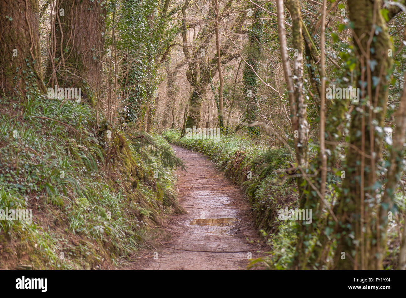 pathway leading through a forest Stock Photo - Alamy