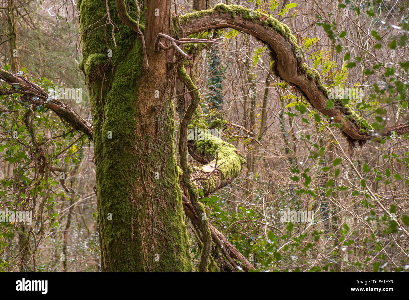 Trunk cover hi-res stock photography and images - Alamy